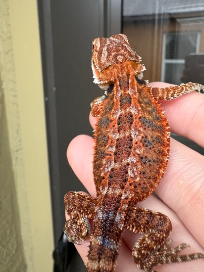 Male Dark Deep Red Monster Het Tran Central Bearded Dragon by Steph dragonz