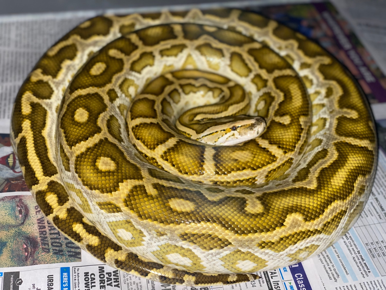 Hypo Female Het Albino Ph Green Granite Labyrinth Burmese Python by ...