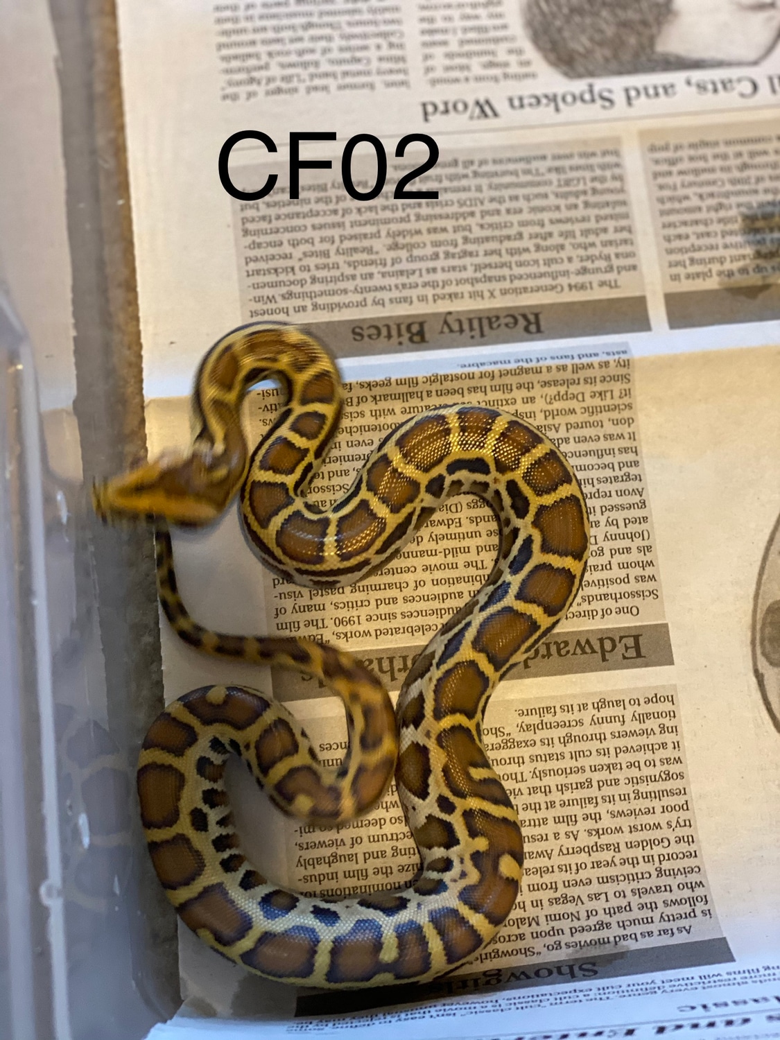 Caramel Ph Green Granite Albino Burmese Python by Center Hatch Reptiles ...