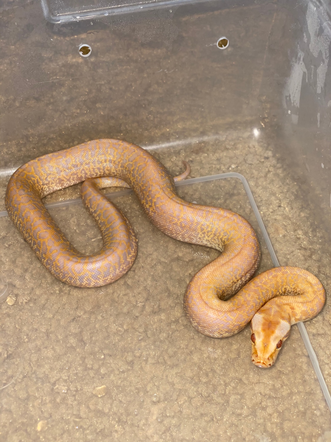 Caramel Granite Burmese Python by Center Hatch Reptiles - MorphMarket
