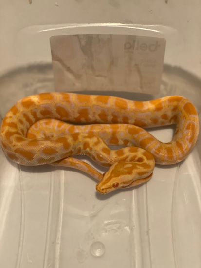 Albino 100% Het Caramel 66% Het Green Granite Burmese Python by Center ...