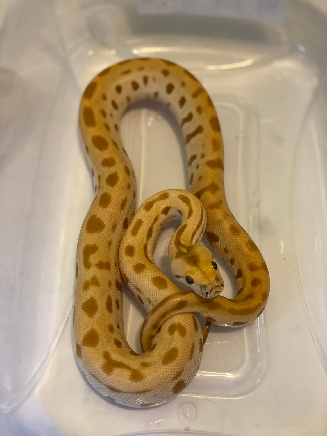 Caramel Green Ph Granite Albino Burmese Python by Center Hatch Reptiles ...
