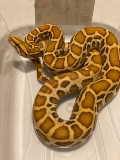Caramel 66% Het Green Granite Albino Burmese Python by Center Hatch ...