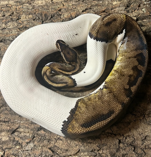 Pied(Not Friendly Very Defensive) Ball Python by Lone Wolf Serpents