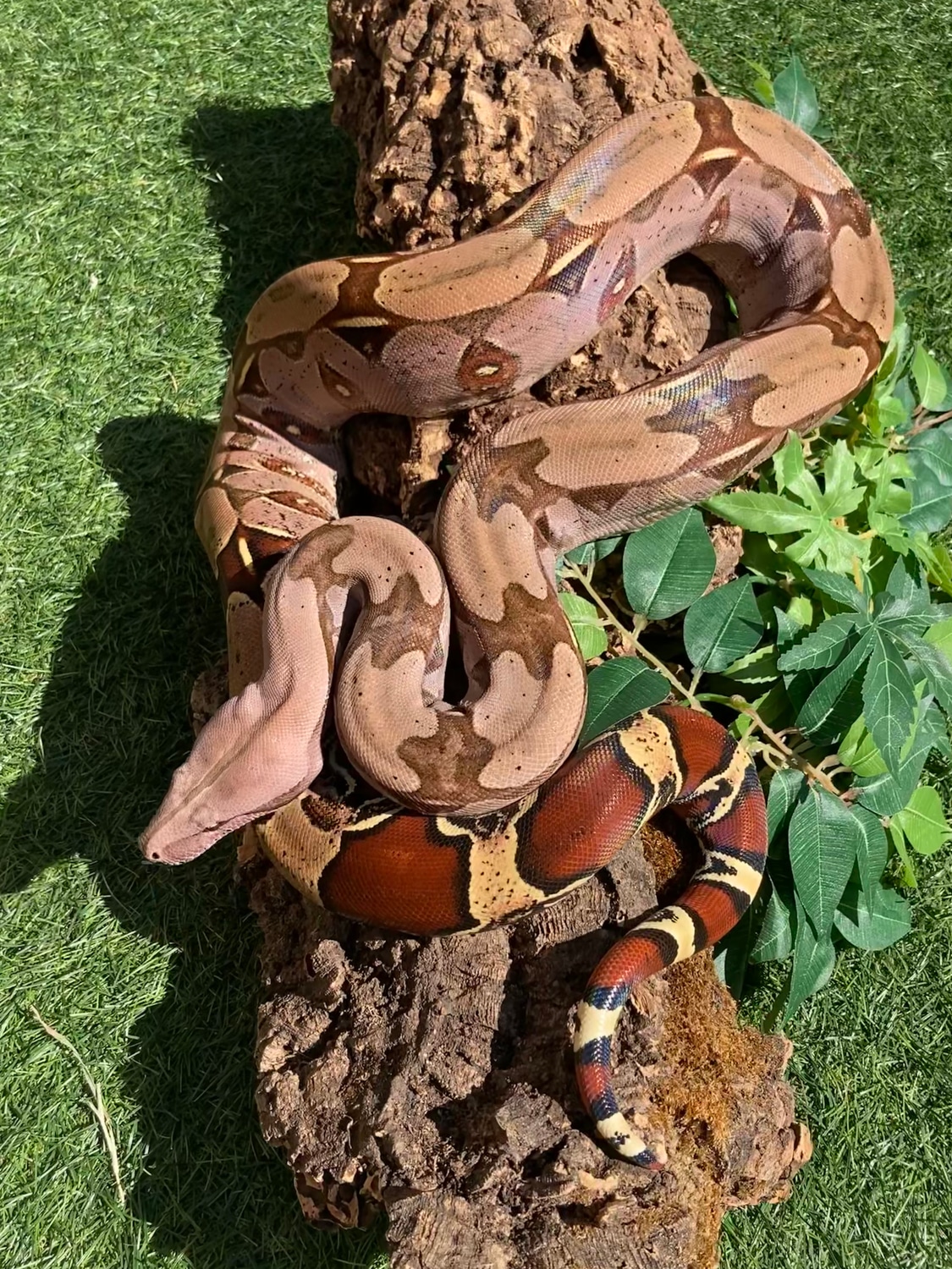 Suriname True Red-tailed Boa Constrictor by VLS Royals - MorphMarket