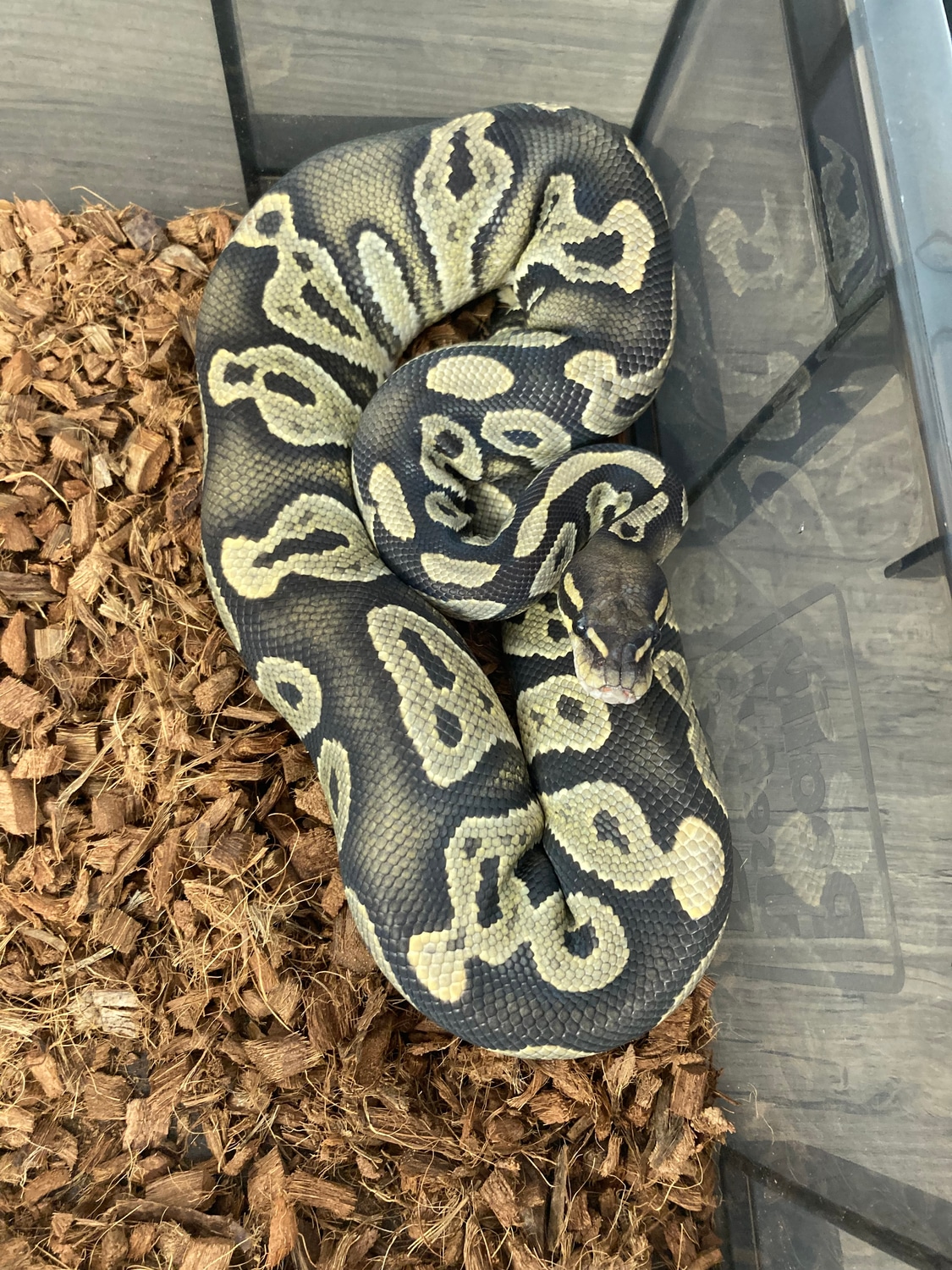 Blackhead Hypo Ball Python by VLS Royals - MorphMarket