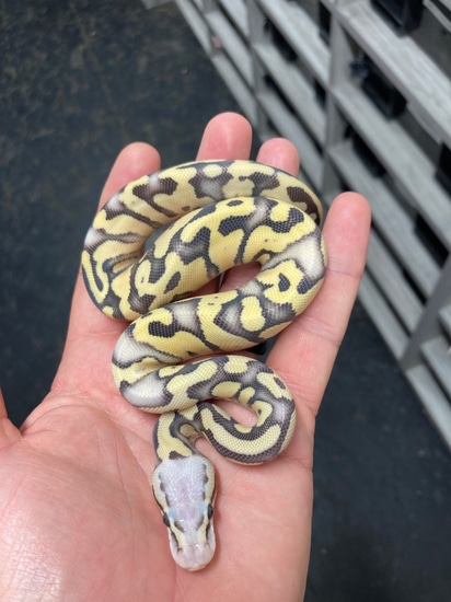 Superfly Desert Ghost Ball Python by VLS Royals
