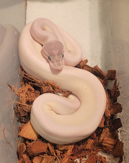 Super Mojave Ball Python by Ameri-Rado Reptiles