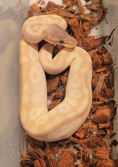 Crystal Ball Python by Ameri-Rado Reptiles