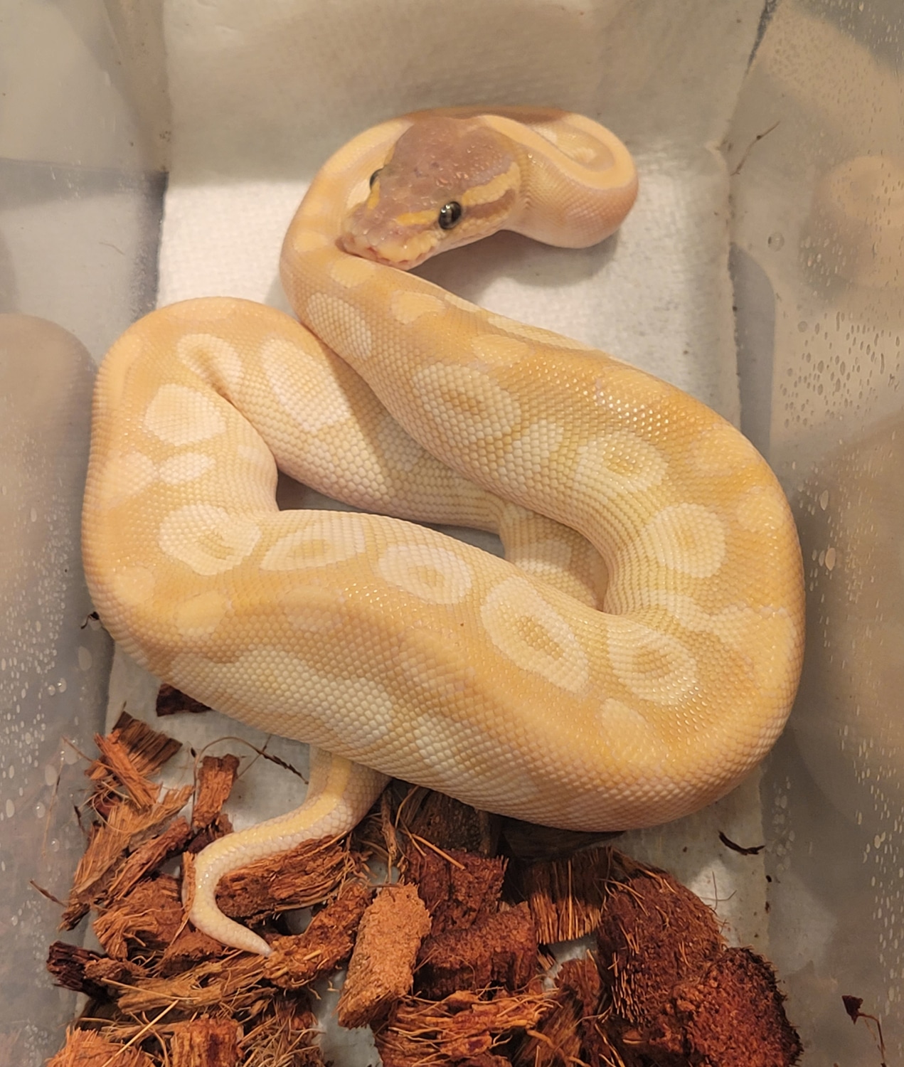 Crystal Ball Python by Ameri-Rado Reptiles - MorphMarket
