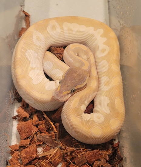 Crystal Ball Python by Ameri-Rado Reptiles