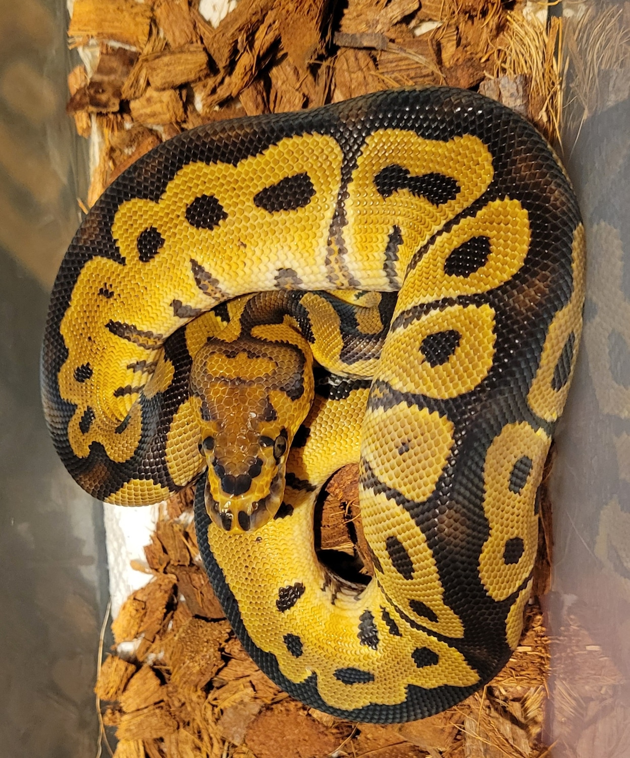 Clown Ball Python by Ameri-Rado Reptiles - MorphMarket