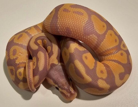 Pastel Banana 100% Het Clown Ball Python by Ameri-Rado Reptiles