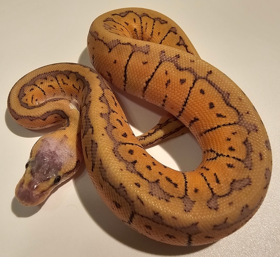 Killerblast 100% Het Clown Ball Python by Ameri-Rado Reptiles