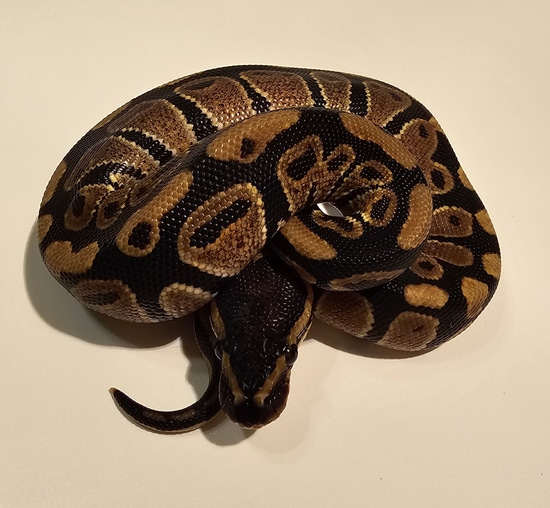 Normal 100% Het Clown Ball Python by Ameri-Rado Reptiles