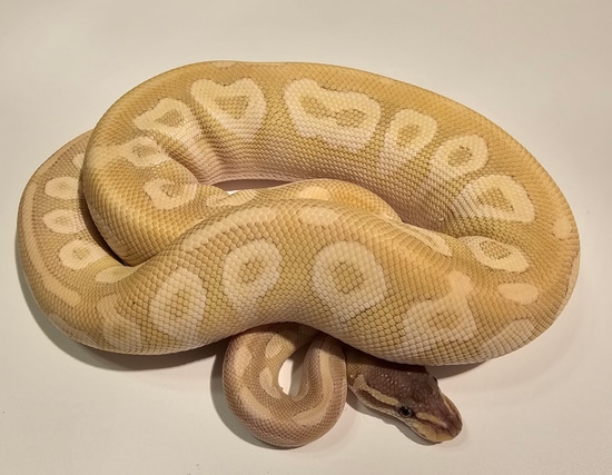 Crystal Ball Python by Ameri-Rado Reptiles