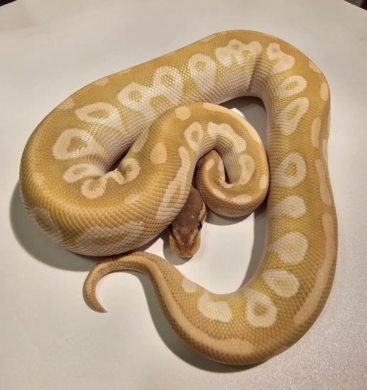 Crystal Ball Python by Ameri-Rado Reptiles
