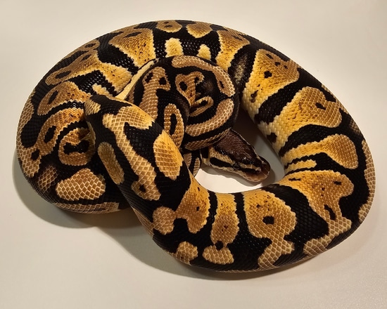 Pastel Het Clown Ball Python by Ameri-Rado Reptiles