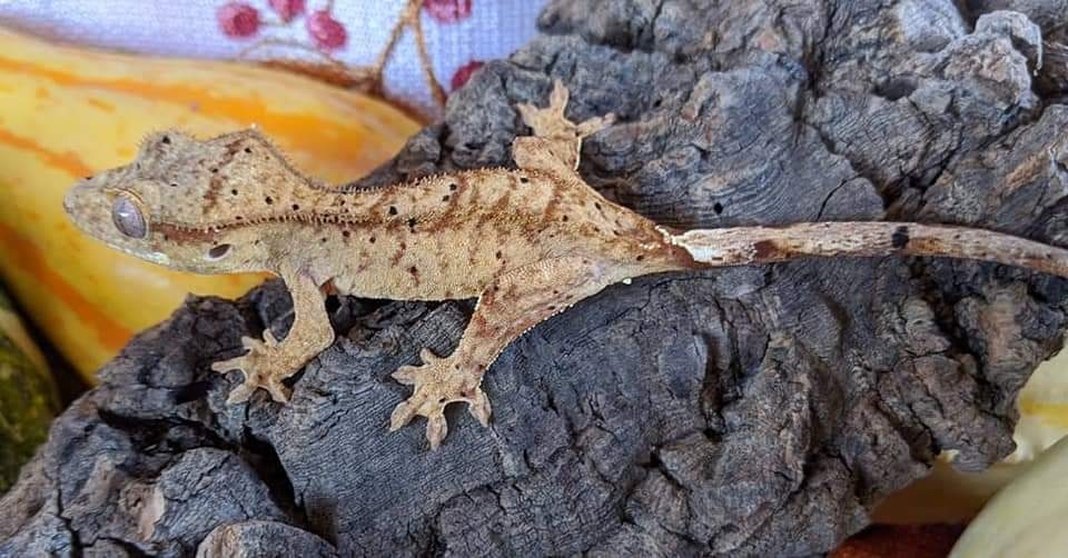 Yellow Brindle Dalmation Crested Gecko by RoyalTea Cresties - MorphMarket