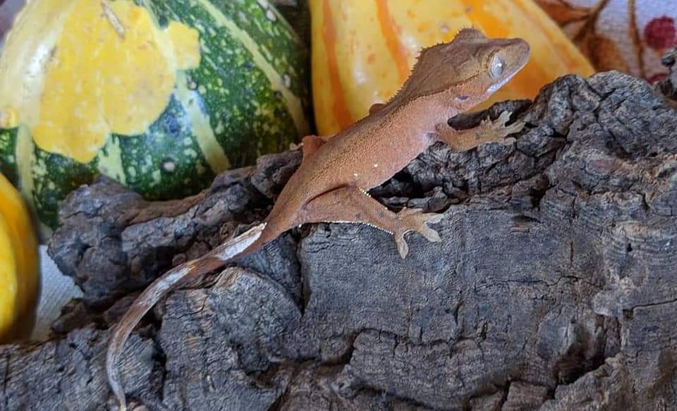 Red Patternless With Dal Spots Crested Gecko by RoyalTea Cresties ...