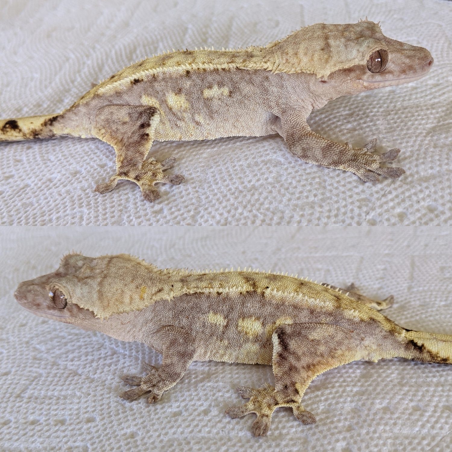 Yellow Partial Pinstripe Crested Gecko by RoyalTea Cresties - MorphMarket