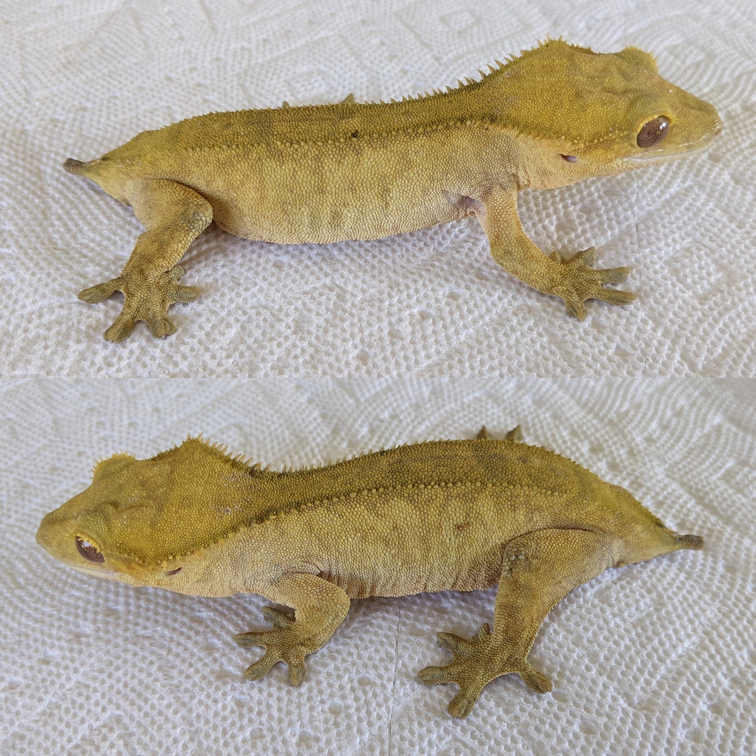 Yellow Brindle Crested Gecko by RoyalTea Cresties - MorphMarket