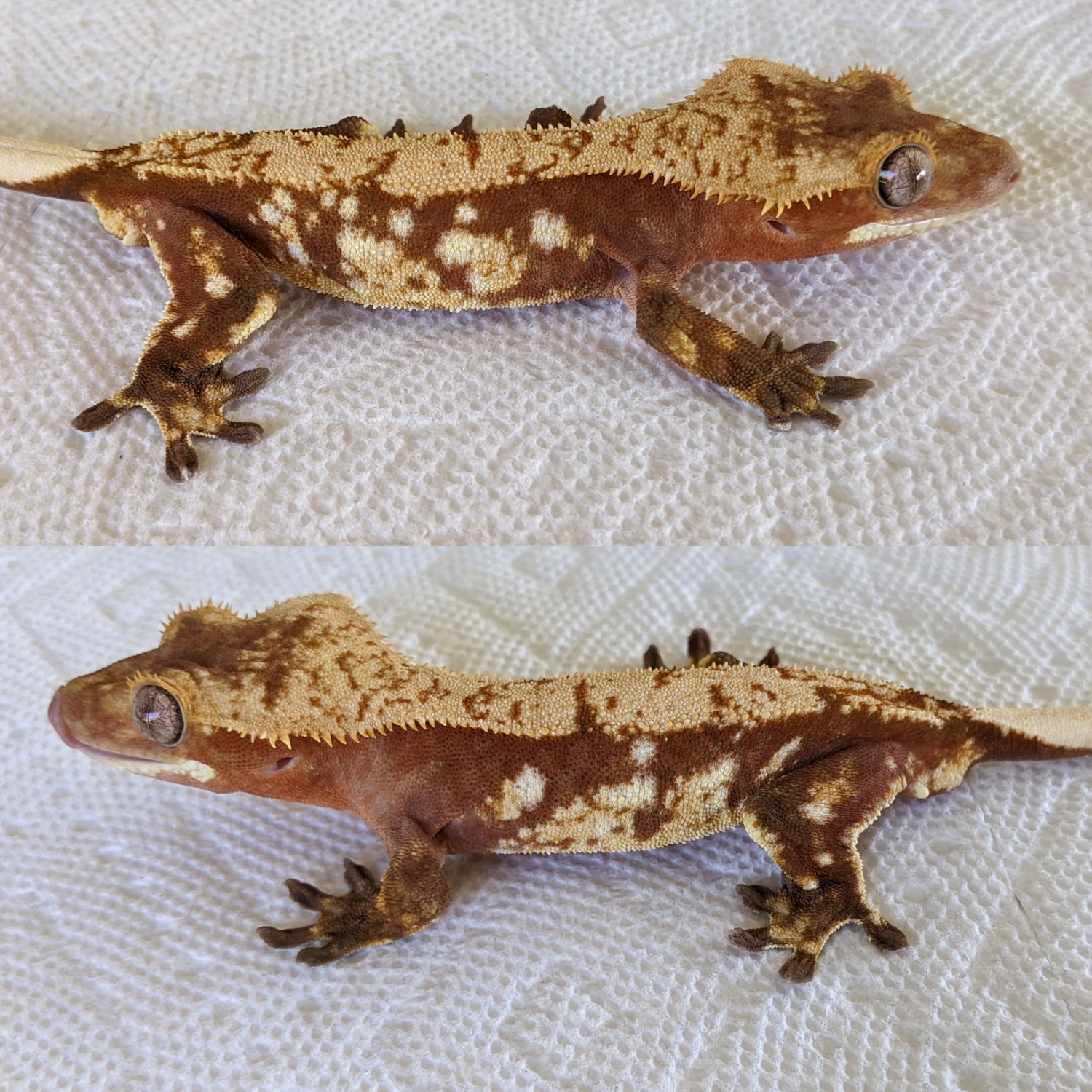 Red And Cream Crested Gecko by RoyalTea Cresties - MorphMarket