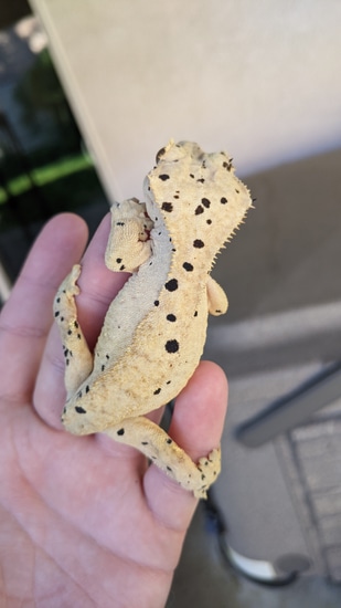 Yellow Dalmation Crested Gecko by RoyalTea Cresties