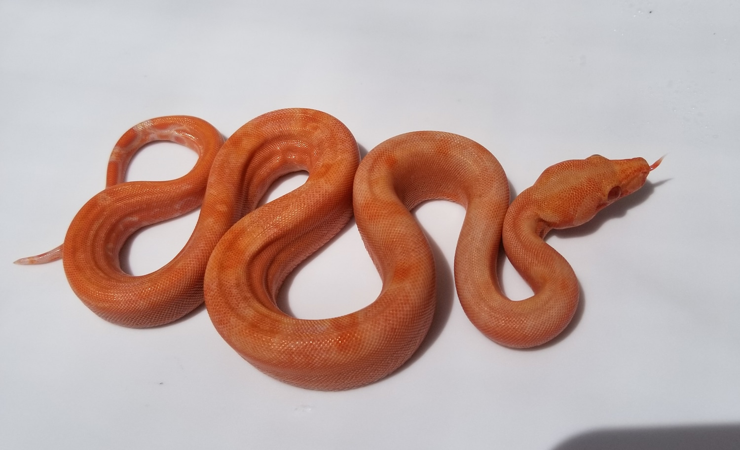 Lipstick Sunglow Leopard Boa Constrictor by Daniel's Boas - MorphMarket