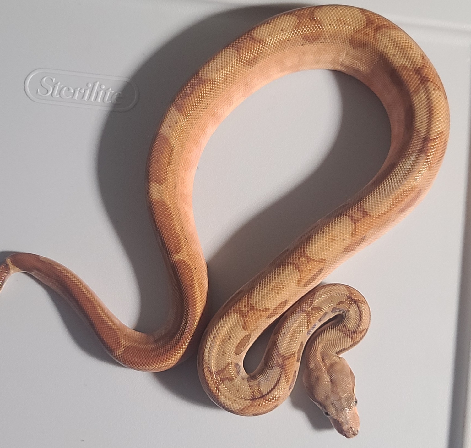Burke Line Sunglow T+ Motley Boa Constrictor by Daniel's Boas - MorphMarket