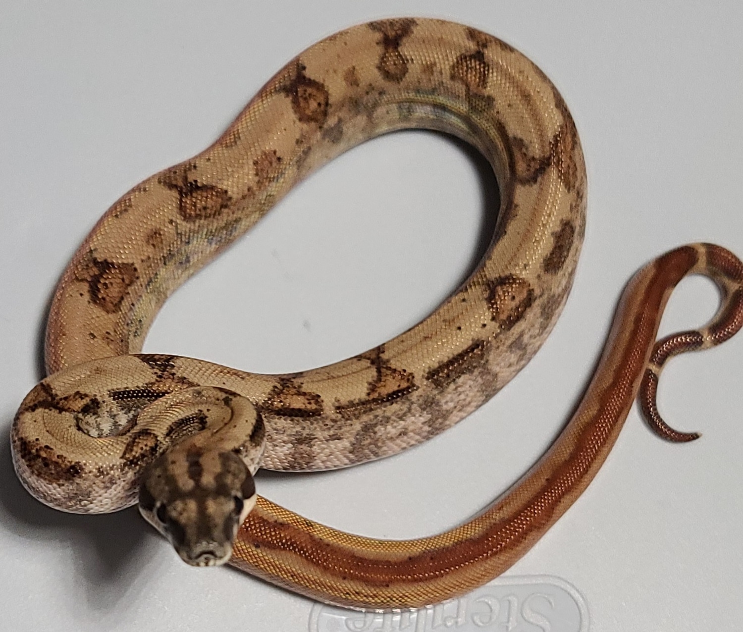 Hypo Motley Het T+ Albino Boa Constrictor by Daniel's Boas - MorphMarket