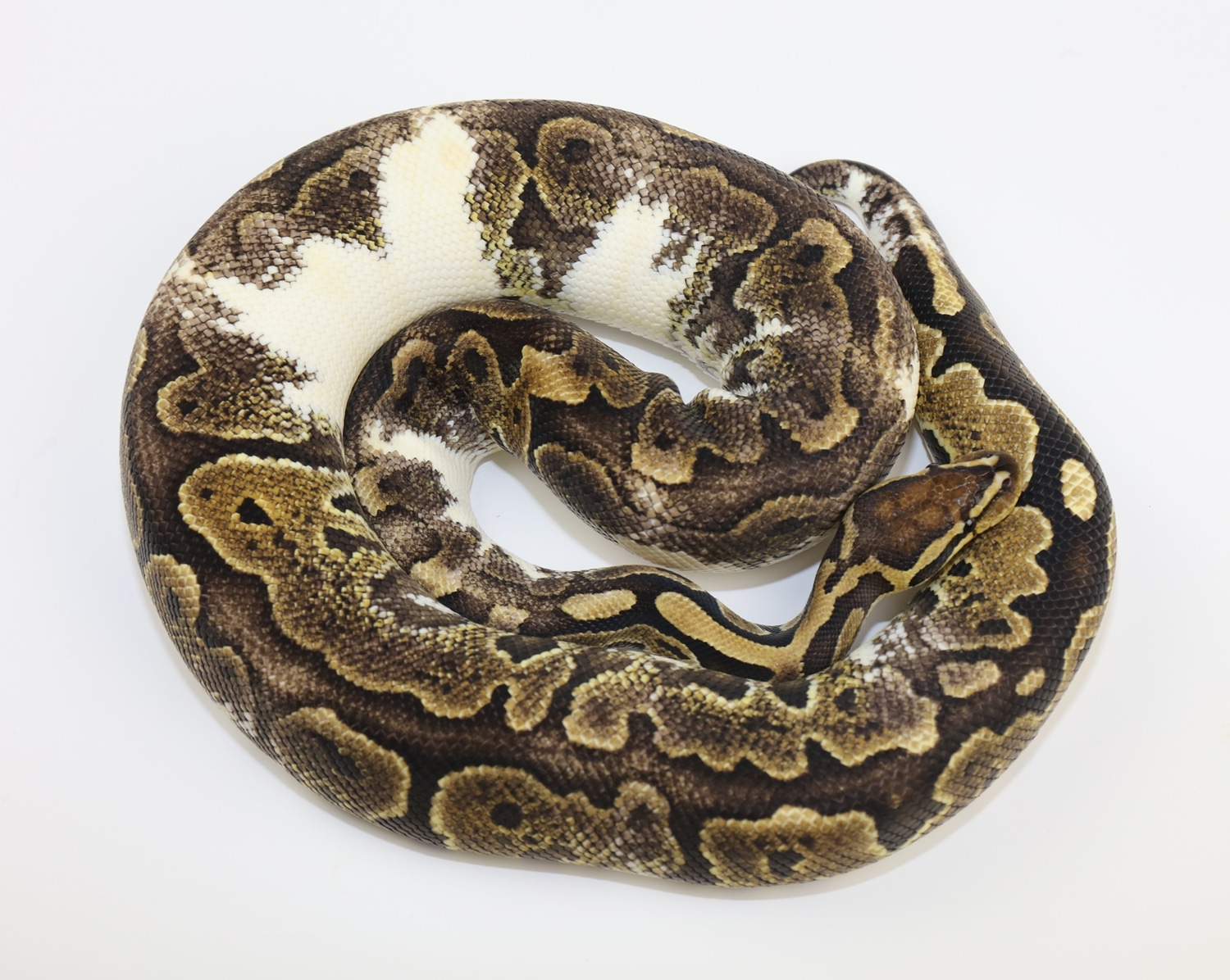 Special 100% Het Pied 1000 Grams Ball Python by Sterling Nelson ...