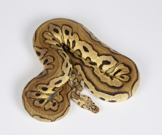 Pastel Clown Ball Python by Sterling Nelson