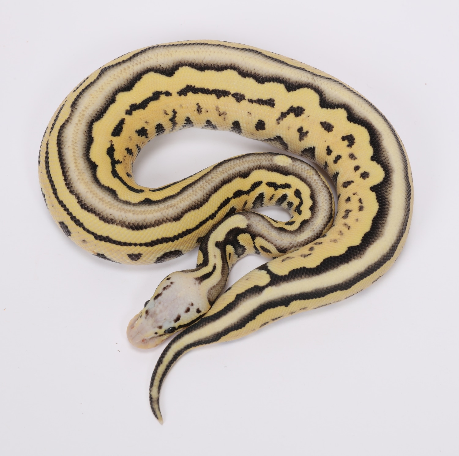 Tri Stripe Desert Ghost Super Pastel Possible Enchi Ball Python by ...