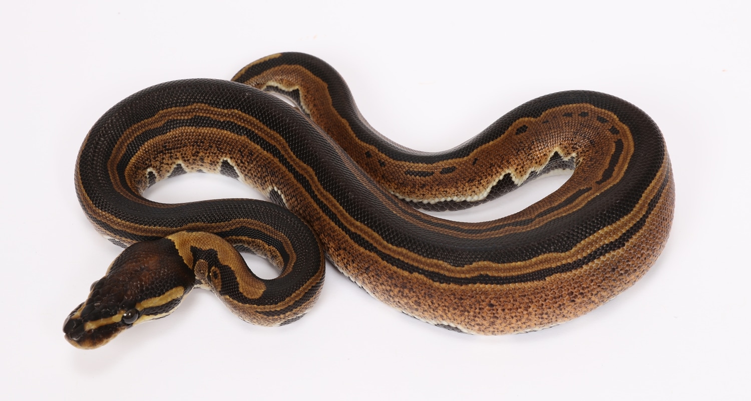 Tri Stripe Ball Python by Sterling Nelson - MorphMarket