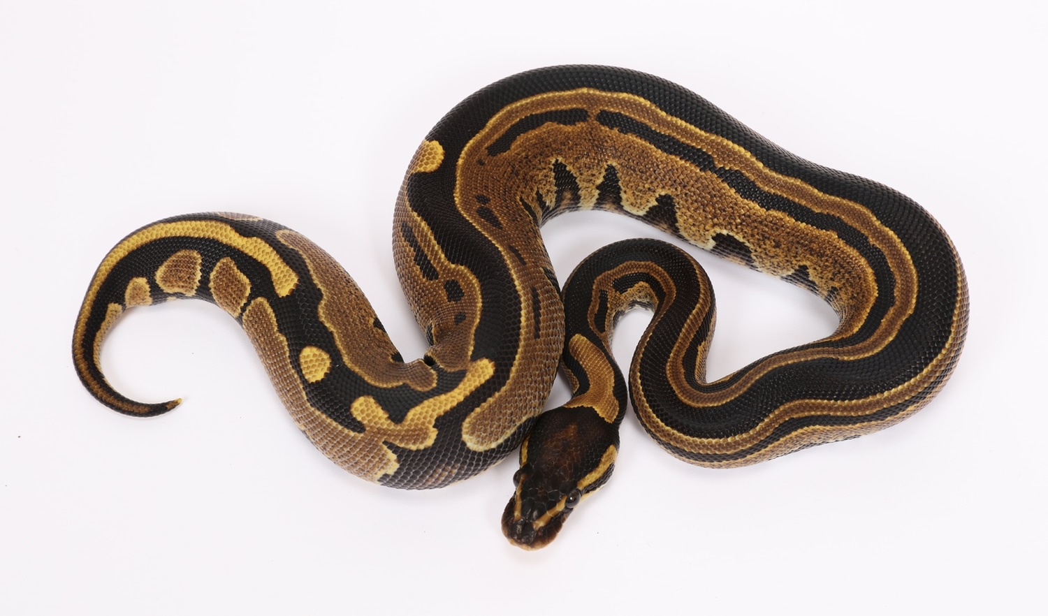 Tri Stripe Yellowbelly Ball Python by Sterling Nelson - MorphMarket