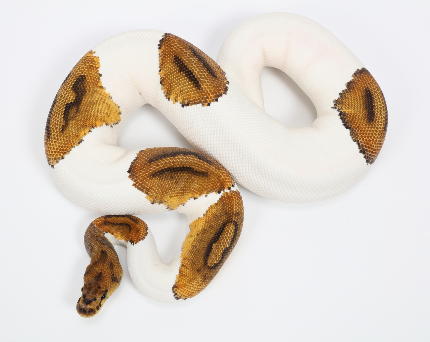 Clown Pied Ball Python by Sterling Nelson - MorphMarket