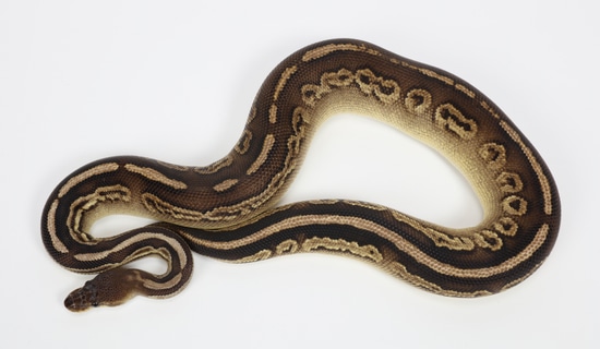 Bongo Cinnamon Het Clown Ball Python by Sterling Nelson