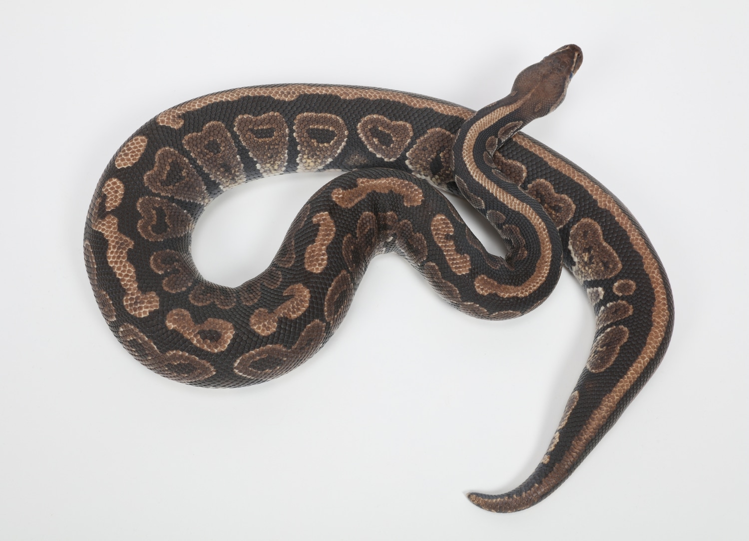 Redhead Spotnose Ball Python by Sterling Nelson - MorphMarket