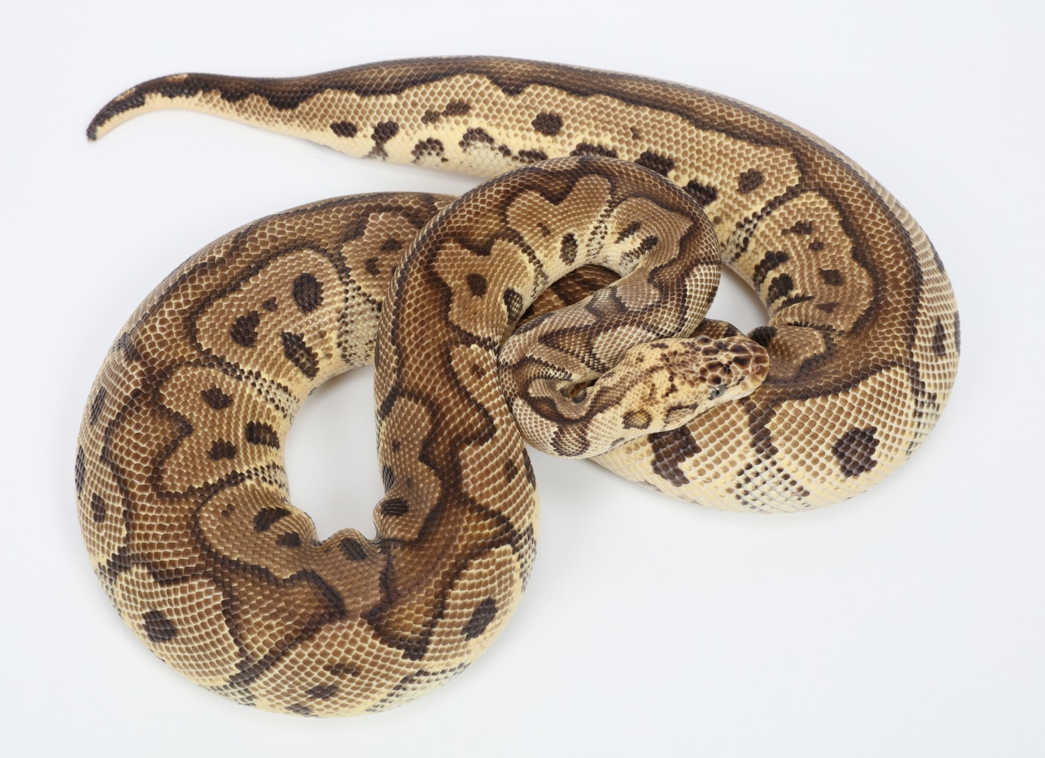 Pastel Clown Ball Python by Sterling Nelson - MorphMarket