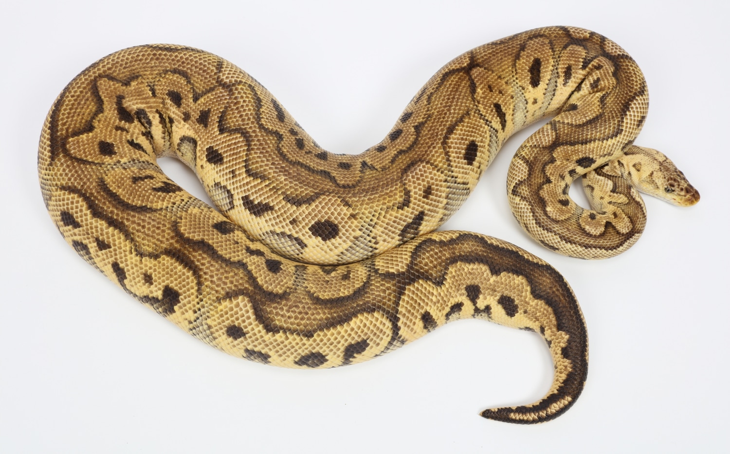 Pastel Clown Ball Python by Sterling Nelson - MorphMarket