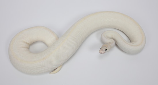 Ivory Leopard Butter Ball Python by Sterling Nelson
