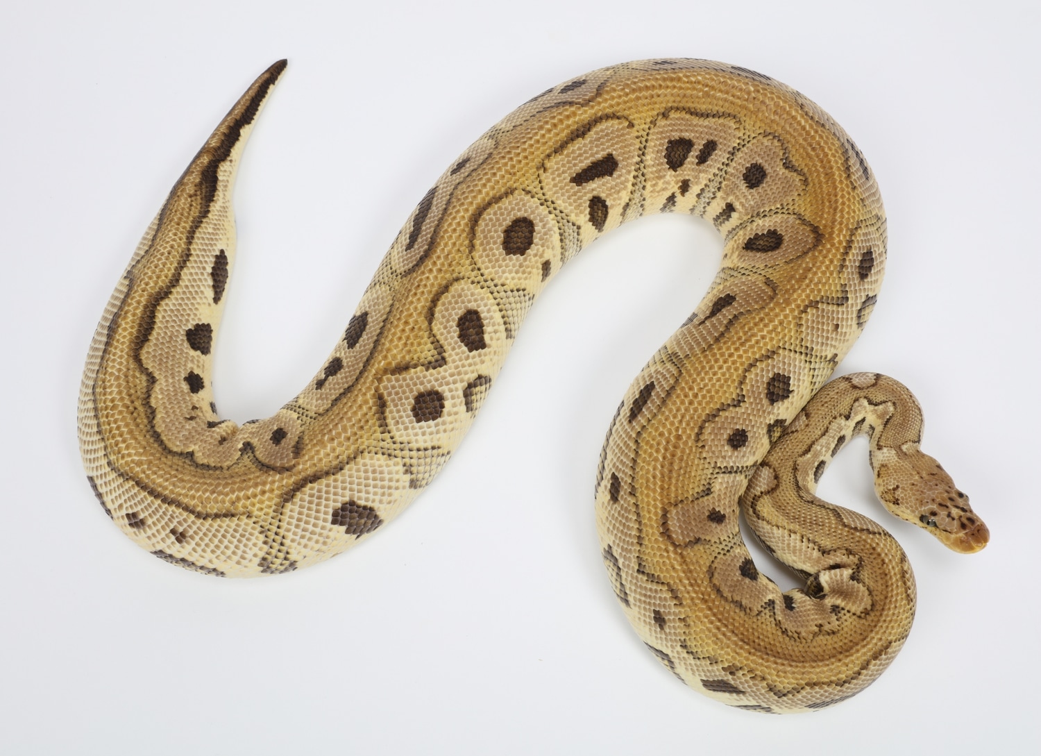 Pastel Clown Ball Python by Sterling Nelson - MorphMarket