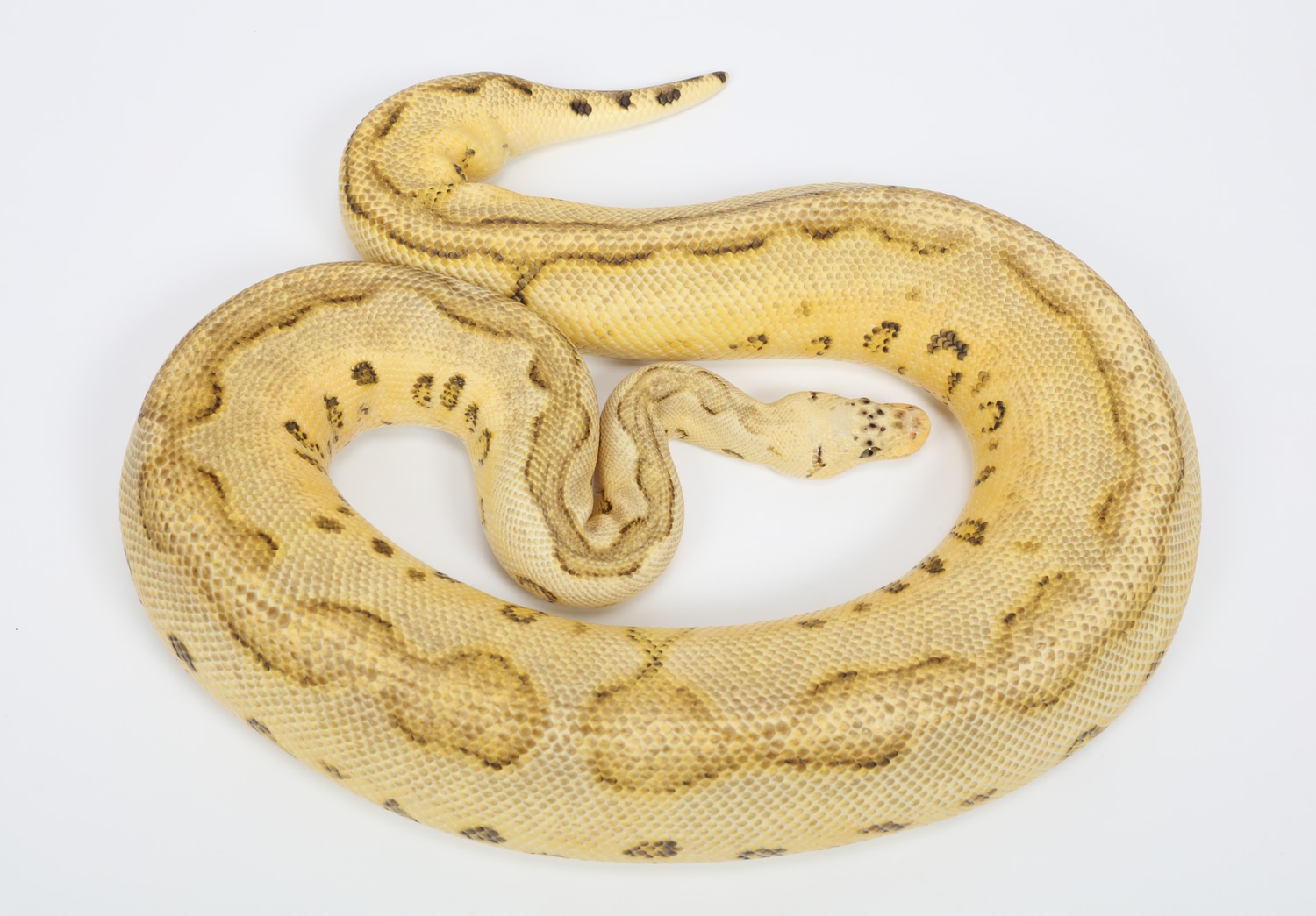 Super Pastel Enchi Clown Ball Python by Sterling Nelson - MorphMarket