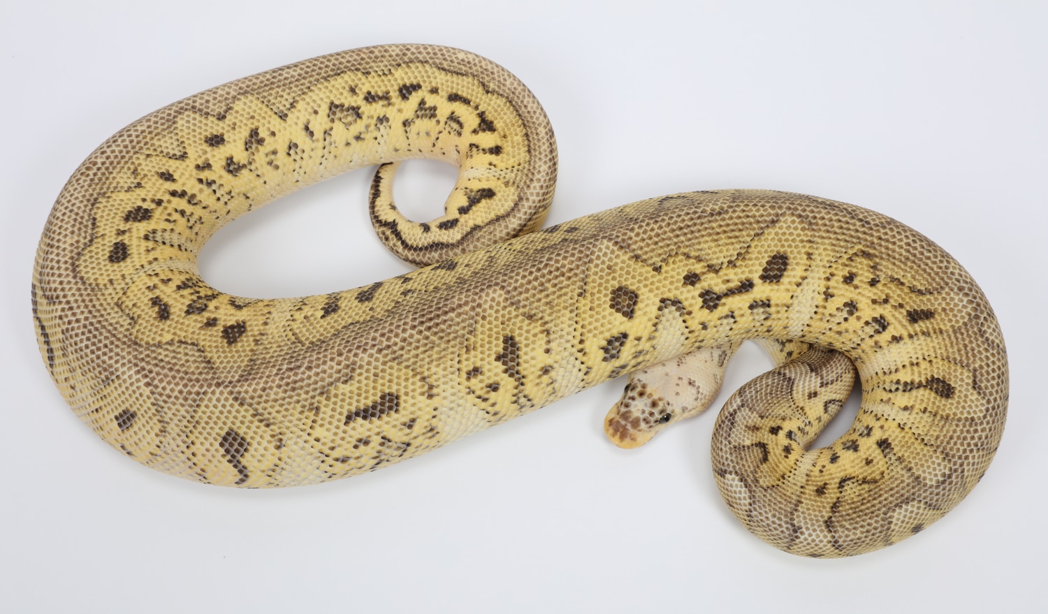 Super Pastel Clown Ball Python by Sterling Nelson - MorphMarket