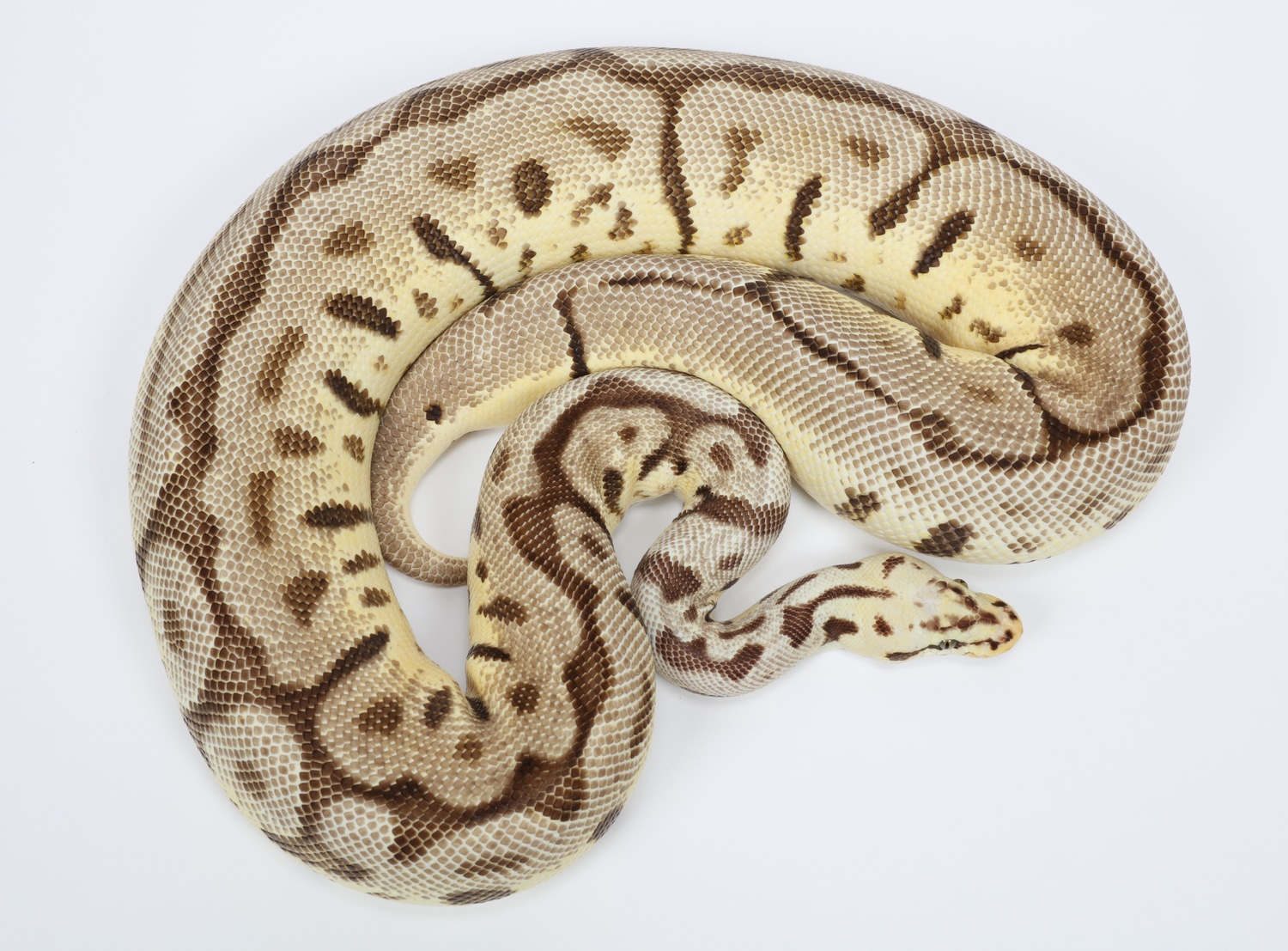 Pastel Leopard Spider Het Clown Ball Python by Sterling Nelson ...