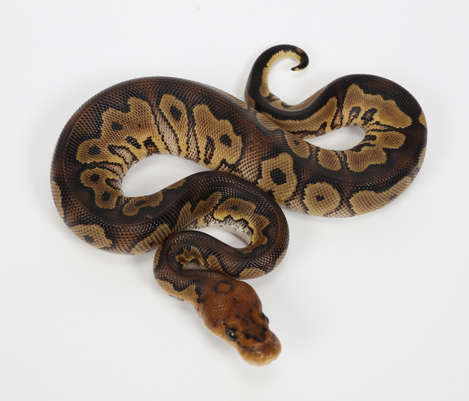 Wookie Clown Ball Python by Sterling Nelson - MorphMarket