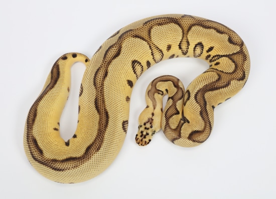 Pastel Enchi Leopard Clown Ball Python by Sterling Nelson