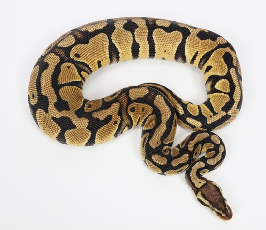 Pastel Het Clown Het Pied Ball Python by Sterling Nelson