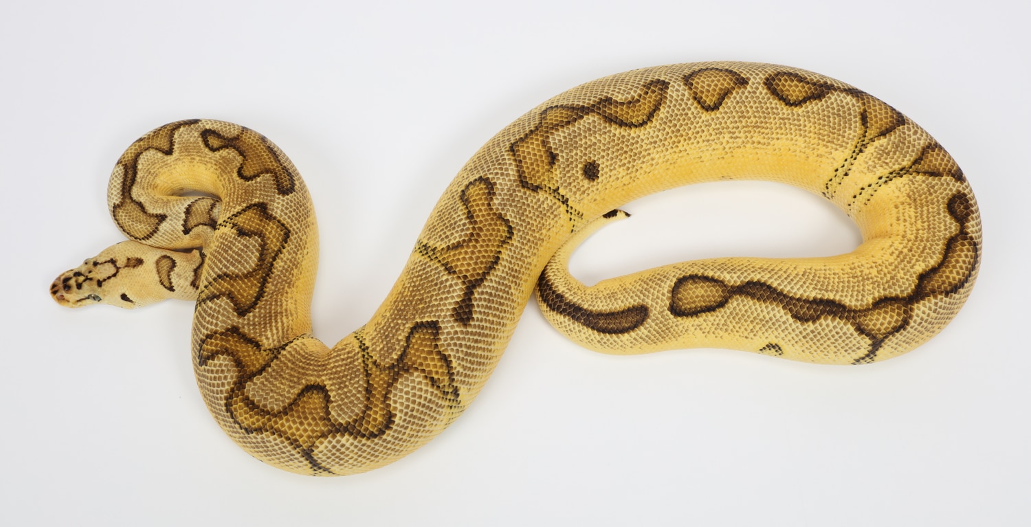 Pastel Enchi Clown Ball Python by Sterling Nelson - MorphMarket
